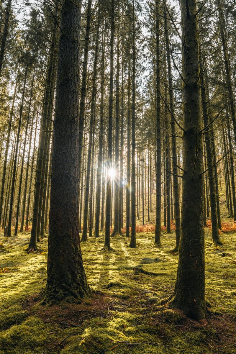 Why are our trees moving north? – Future Imperfect